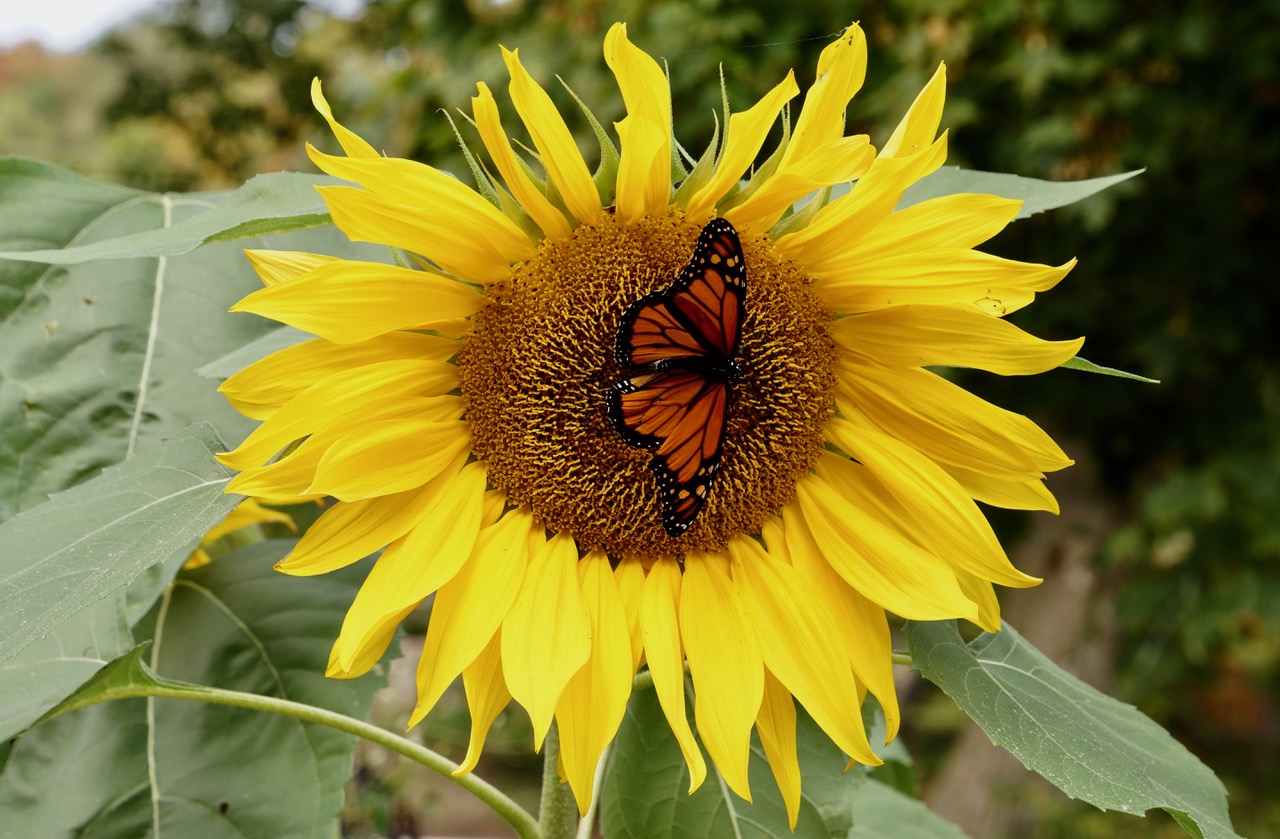 The Flower Sermon: When One Blossom is Worth 10,000 Words - Mike Mason