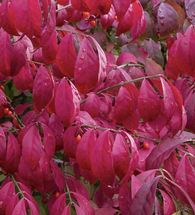 Baruch & the Burning Bush: Something Much Bigger - Mike Mason